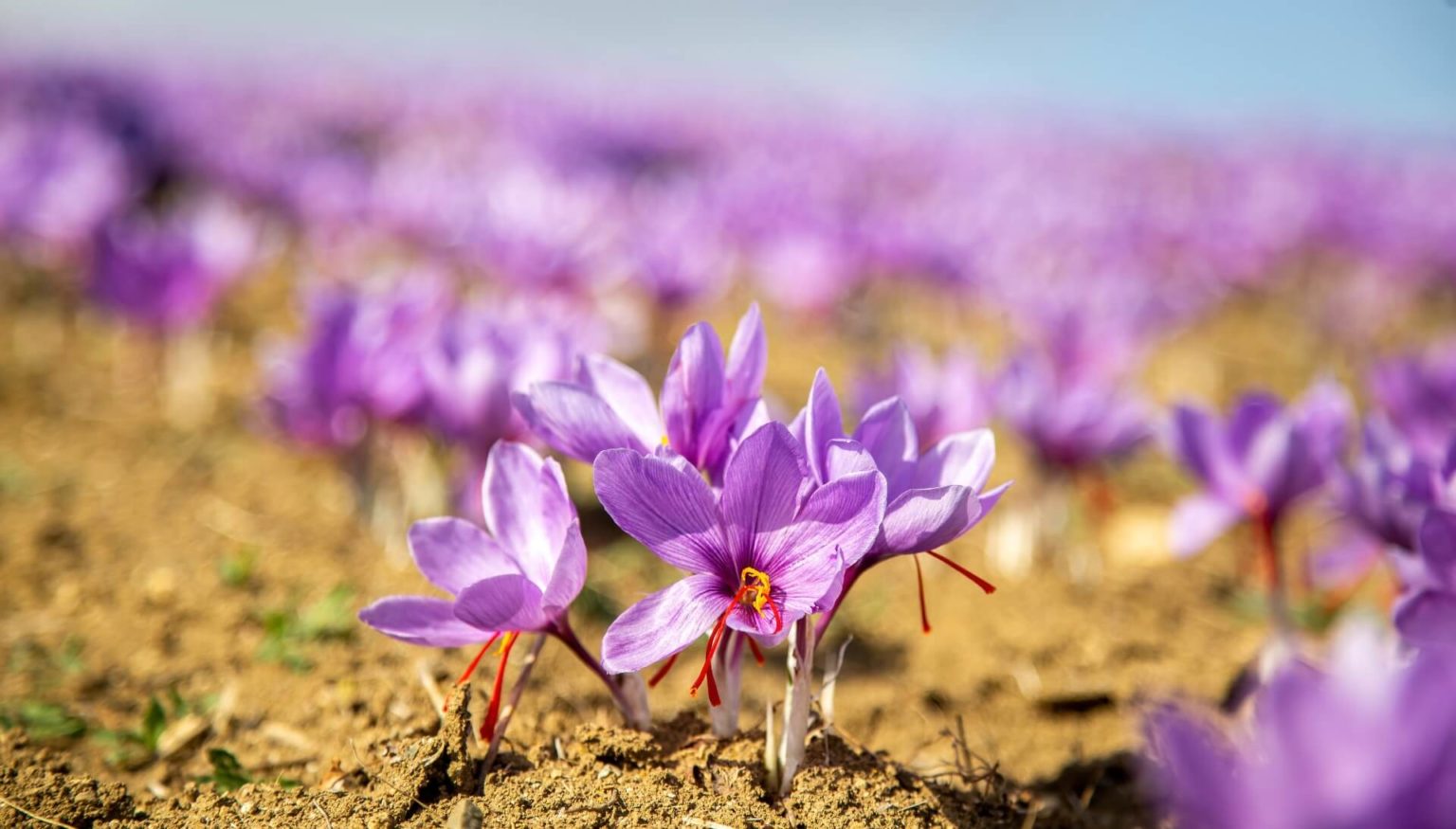 INNOVATION OF SAFFRON CULTIVATION TECHNIQUE - Percorso Zafferano